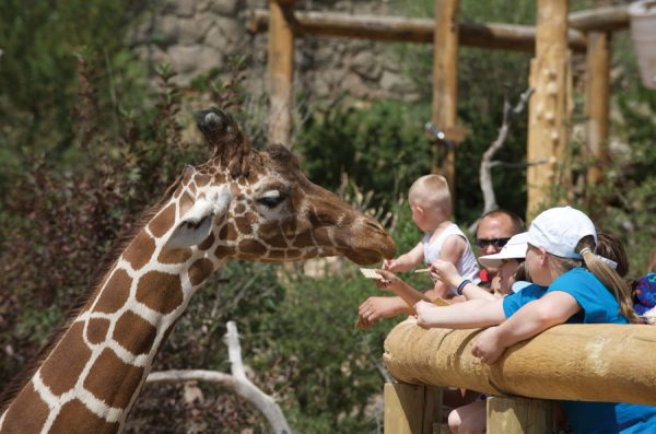 Cheyenne Mountain Resort: Golf, Zoo, Museums, Indoor & Outdoor Pools